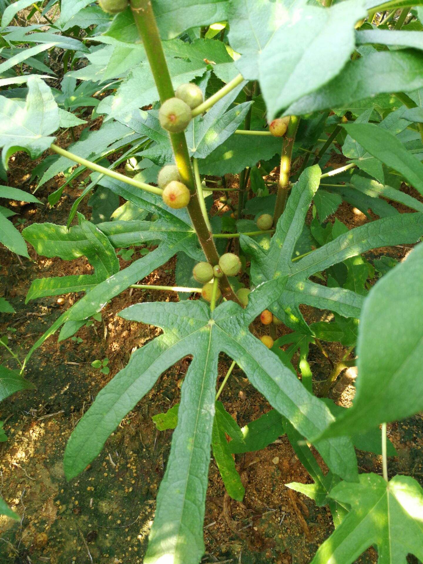 The five-fingered peach is not a peach. It has a lot of effects. - iNEWS