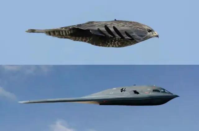 Is the US military's B-2 bomber really made of a bionic peregrine ...