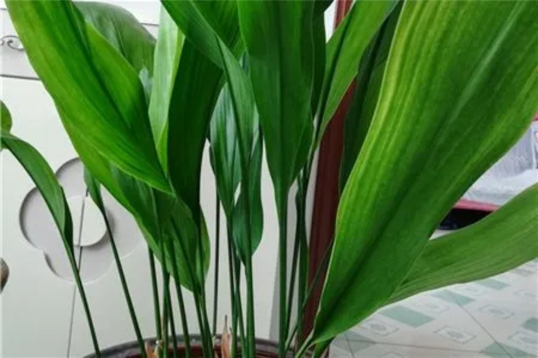 5 kinds of beautiful plants, tenacious vitality "not to die", easy to ...