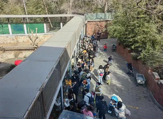 The national treasure "Yaya" has returned to China - iMedia