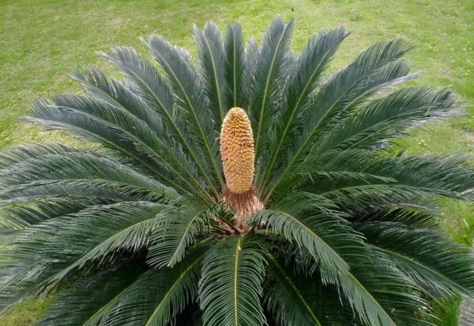 What difficulties did the ancient Ryukyu Kingdom encounter in the ...