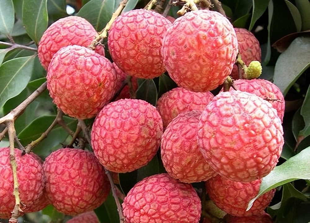 Do not plant lychee trees here to avoid bad luck! - iNEWS