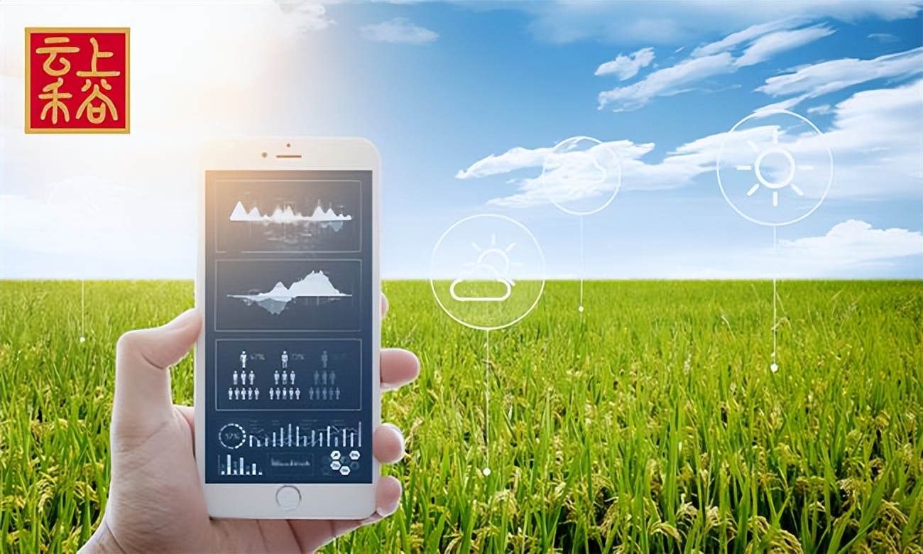 Yunshang Hegu: What are the unique advantages of the authentic Wuchang ...