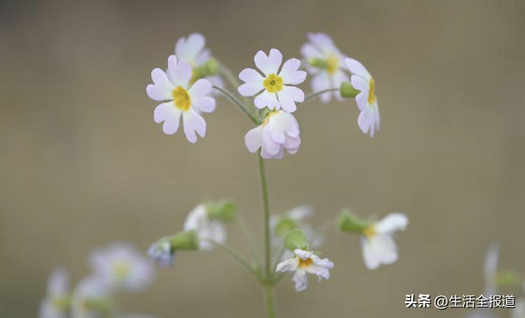 Disappeared for a hundred years and "reborn" again! Wuhan Botanical ...