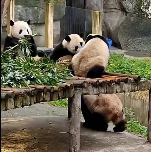 When a giant panda fights, you hit yours and I eat mine. Then it's my ...