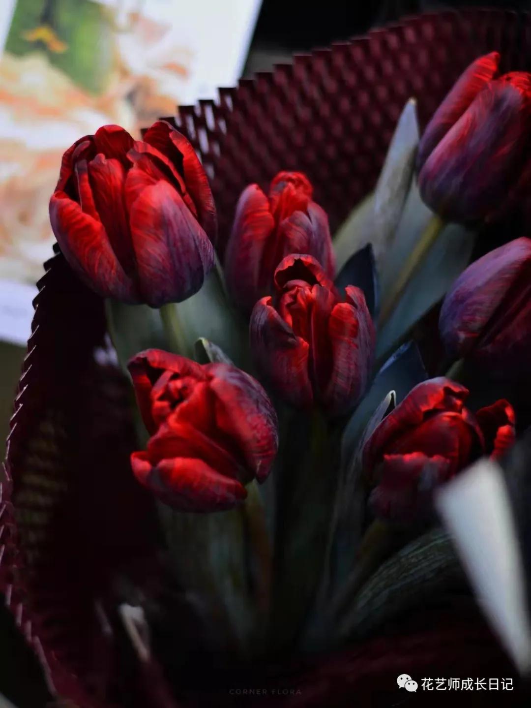 Black magic tulip, cool dark wind~vol.7 - iNEWS