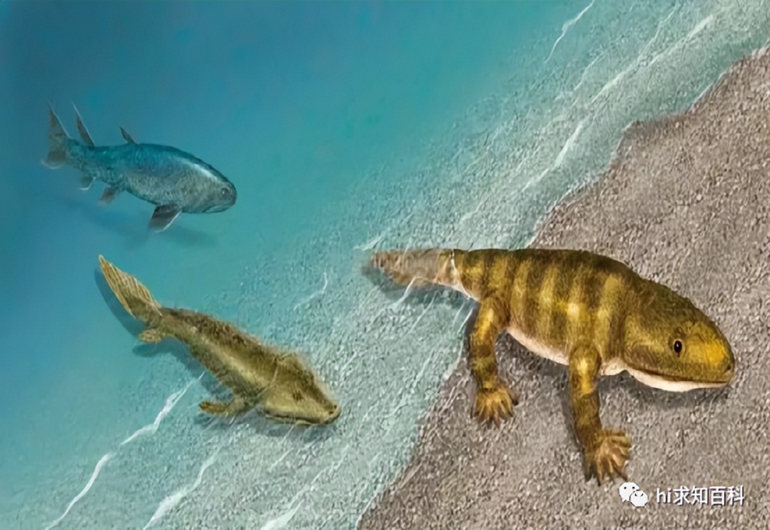 The ancestor of terrestrial organisms and amphibians on Earth, the Ichthyostega living in the ...