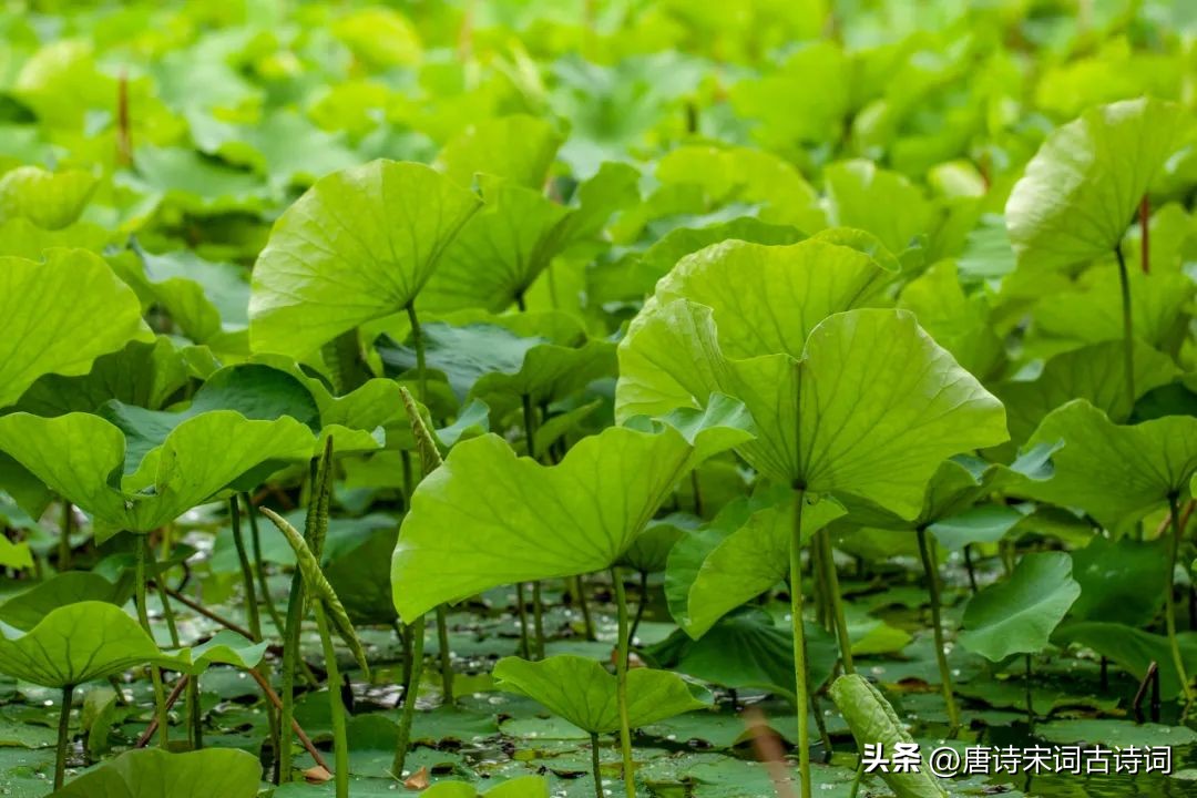 Fan Fu's "Miscellaneous Odes in the Field": Who can get leisure in the ...