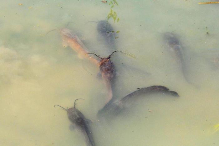 How dirty is catfish when it grows up eating feces, carrion, and heavy ...