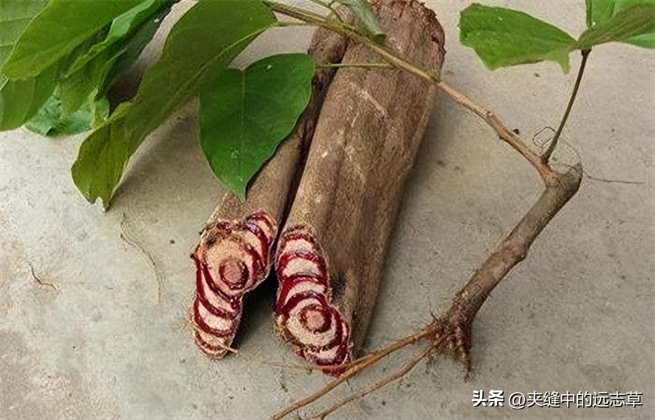 Bleeding traditional Chinese medicine can replenish qi and blood, and ...