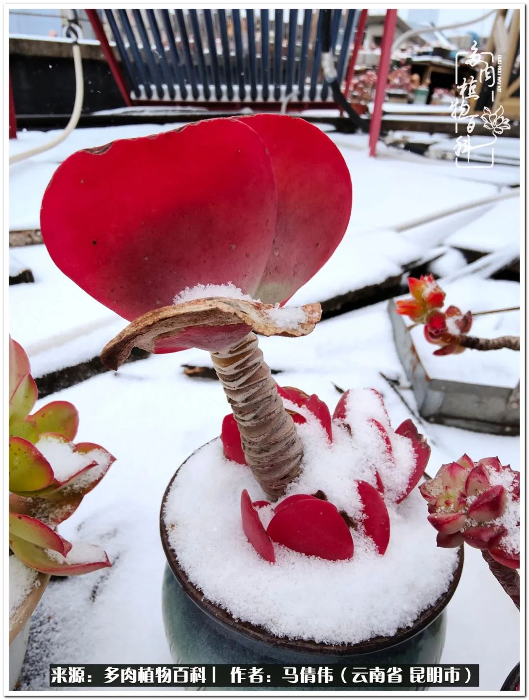 Raising succulent, hard hobbies, still persisting for a year - iNEWS