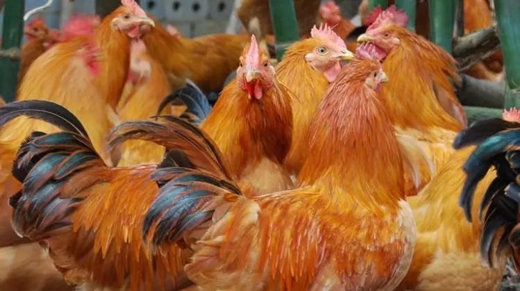 Old hen, black-bone chicken, which kind of chicken is the most ...