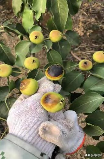 Occurrence rule and preventive measures of pear sunburn - iNEWS