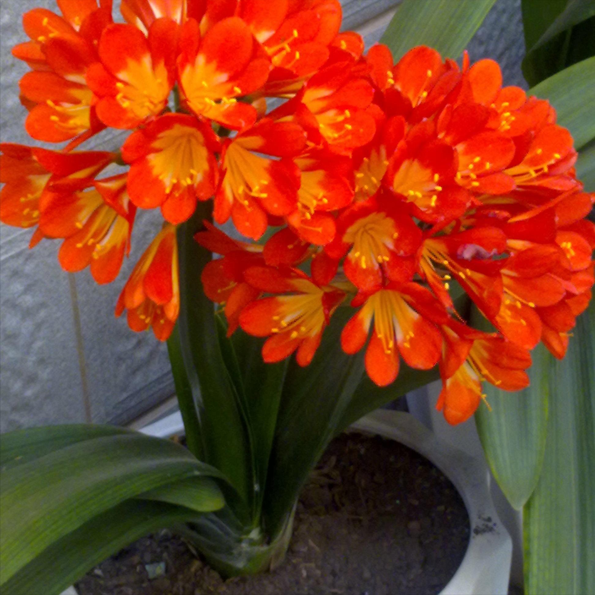 5 kinds of auspicious flowers, that is, "poor life", the small pot ...