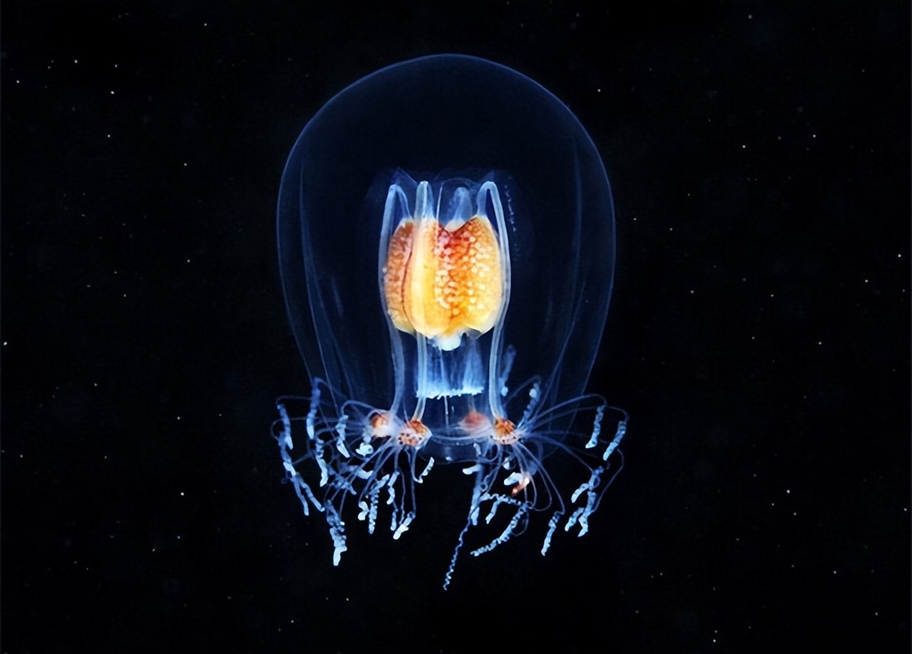 Are there really immortal animals in the world?Is Renewable Lighthouse ...