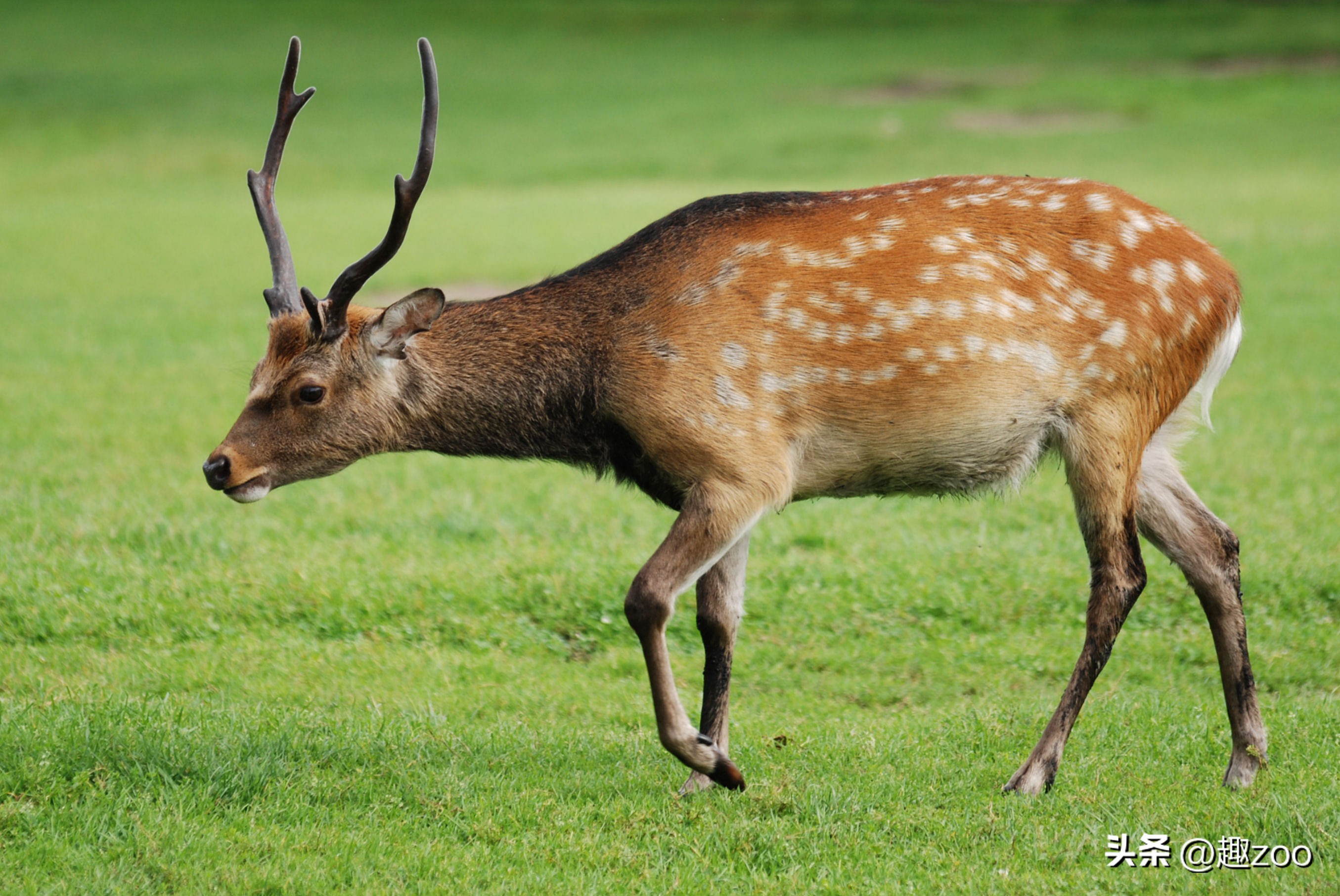 Ranking of the world's top ten rare deer species, which deer is the ...