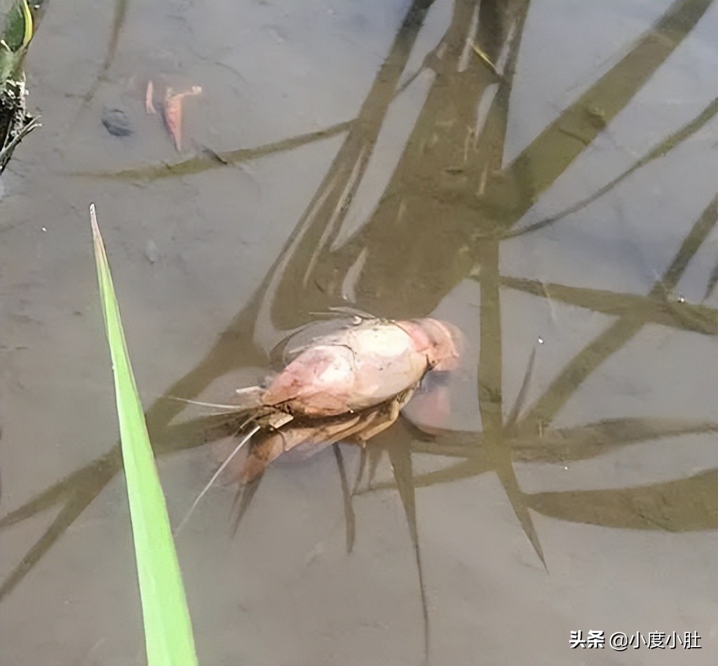 On the once-in-a-century high temperature, the crayfish in the rice ...
