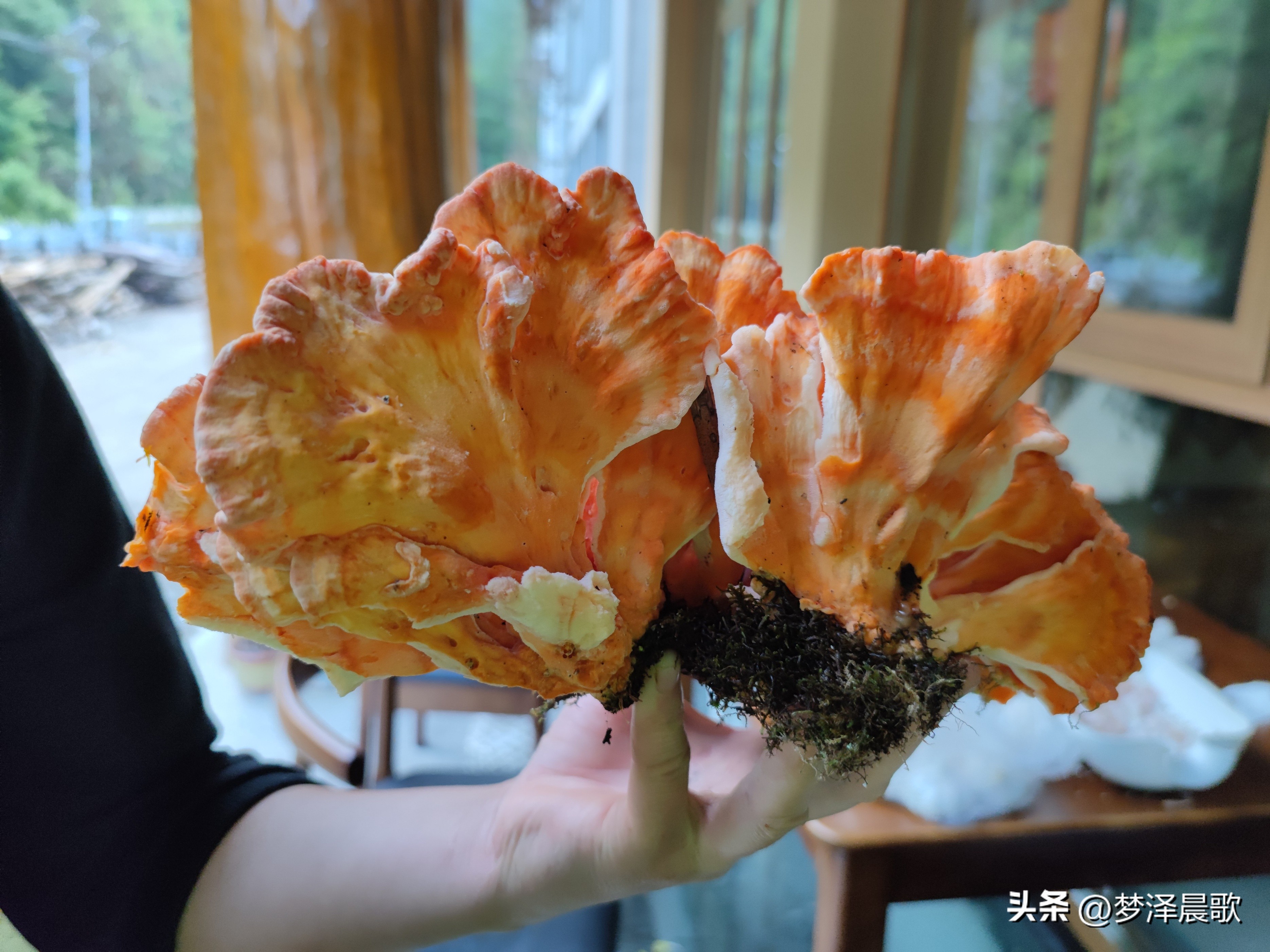 Hubei: Shennongjia Deep Mountain Cockscomb Mushroom - iNEWS