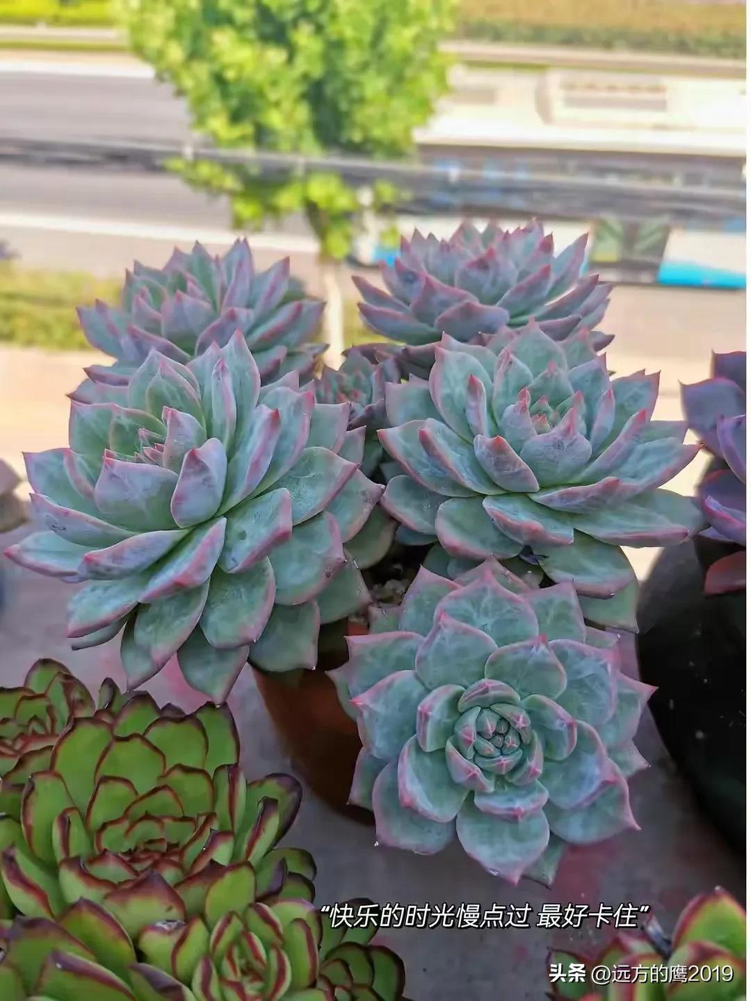 Enter the succulent kingdom and enjoy the infinite excitement of the ...