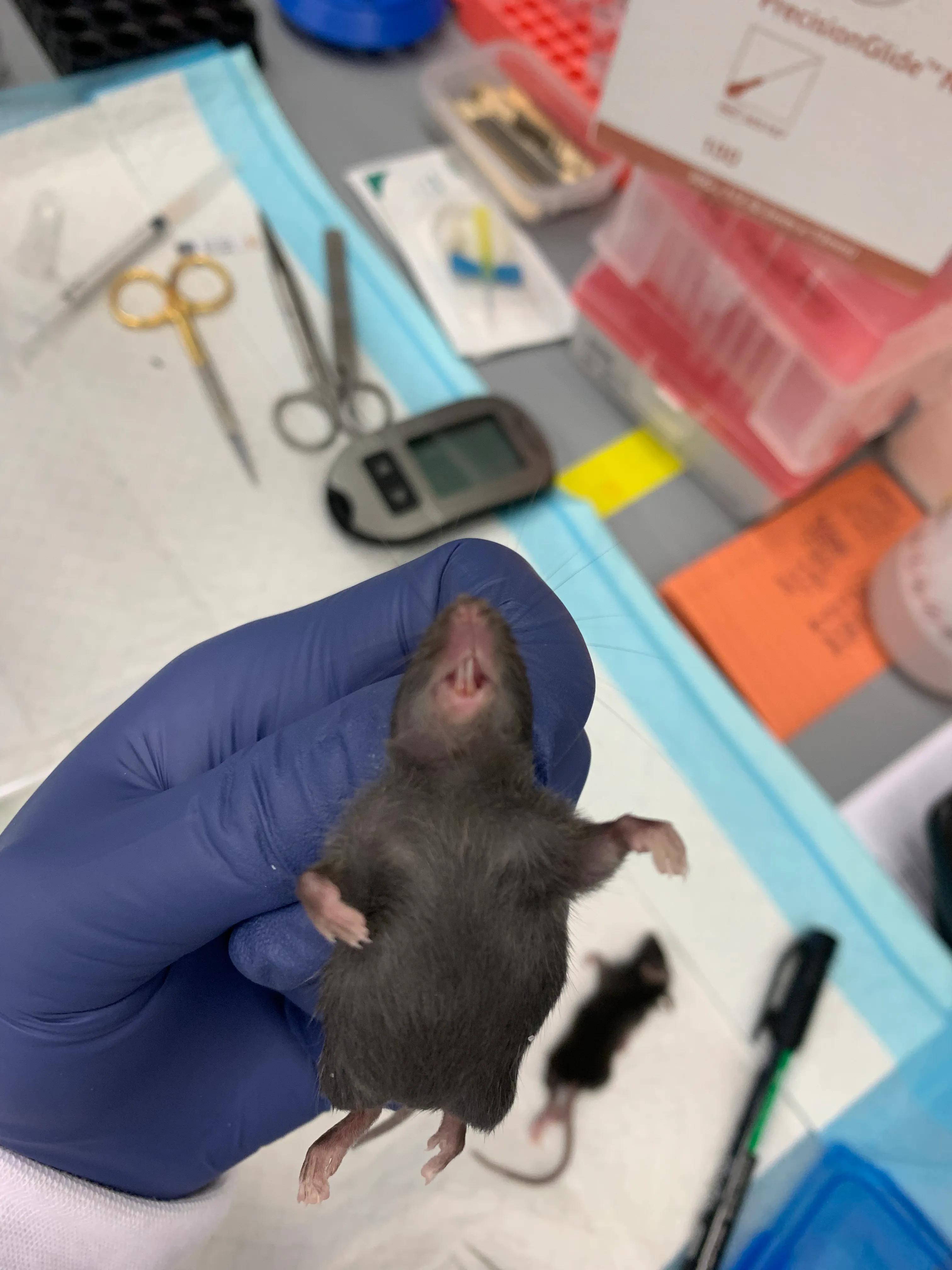 Guess if it's a "duck head" or a "rat head" - iNEWS