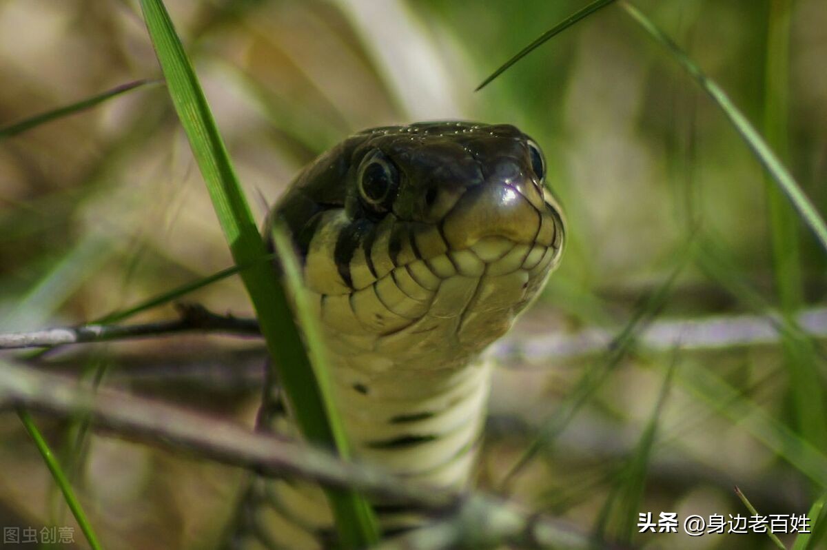 Reproduction of python cannibalism incident: 6.7-meter python swallows ...