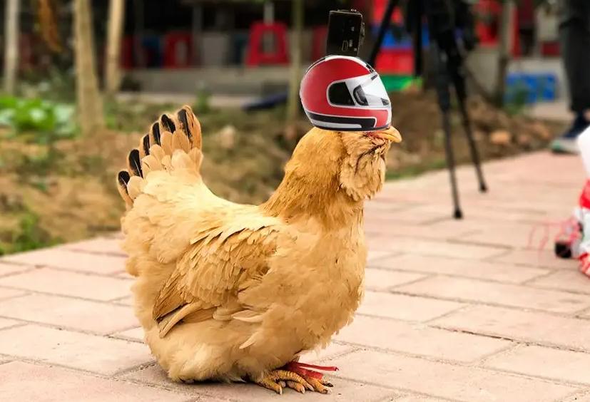 Camera x, camera chicken √, how strong is the chicken head anti-shake ...