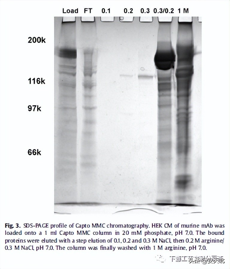 Capto MMC Mixed Mode Chromatography of Mouse and Rabbit Antibodies - iMedia