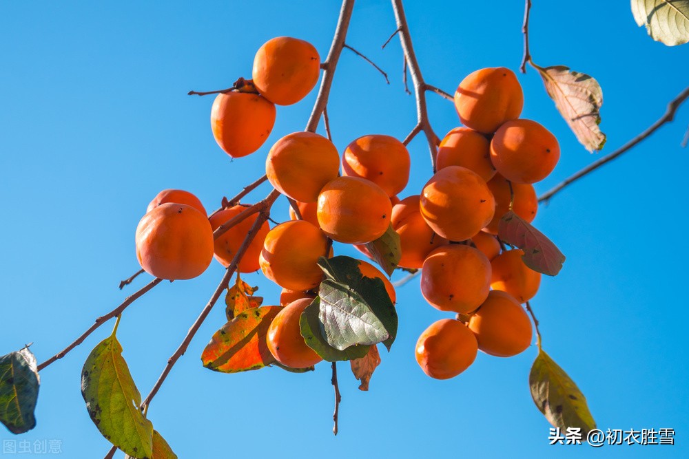 Five ancient poems, talk about persimmons and persimmon trees, and the ...