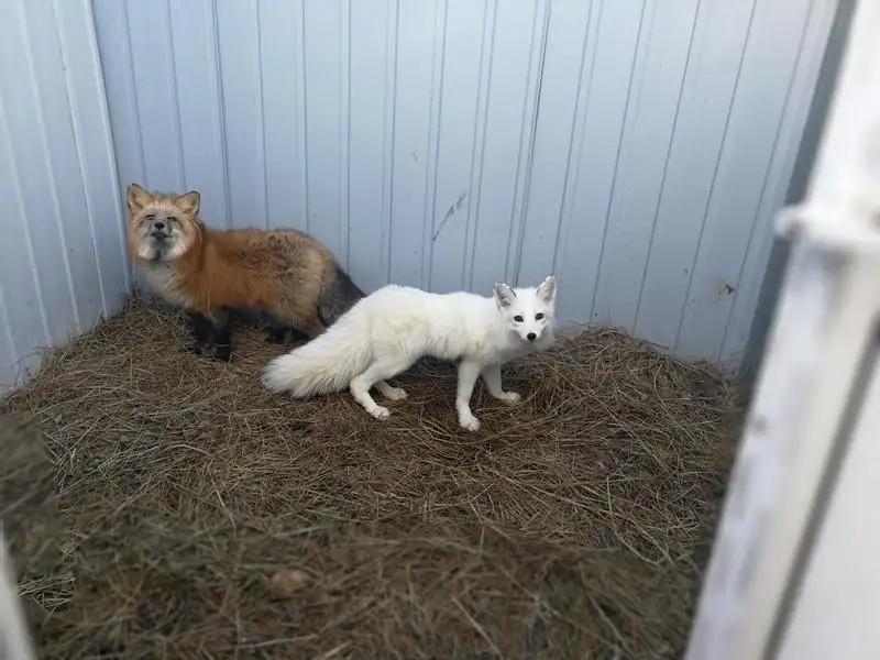 According to the legend of "white fox", they are the spokespersons of ...
