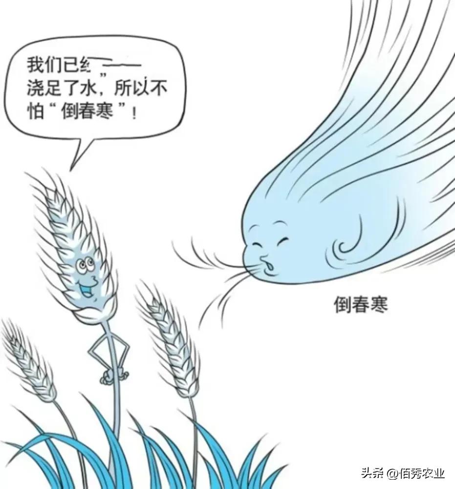 The "232" management rule in the jointing stage of wheat is simple and ...