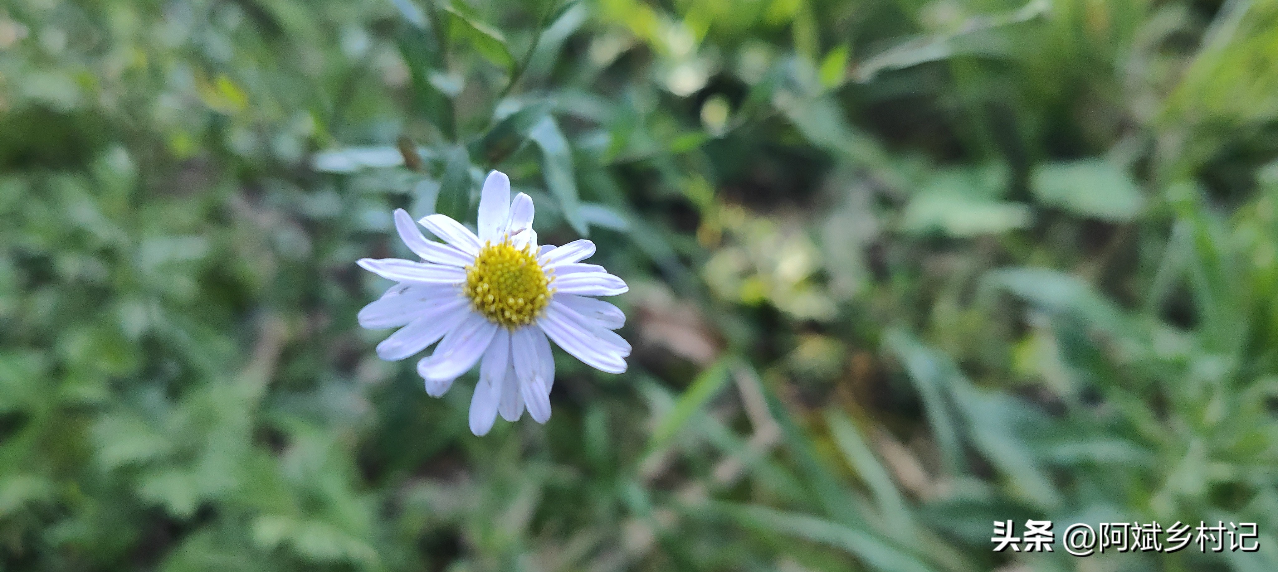 Malan flower, the triple identity of a flower, medicine, vegetable and ...