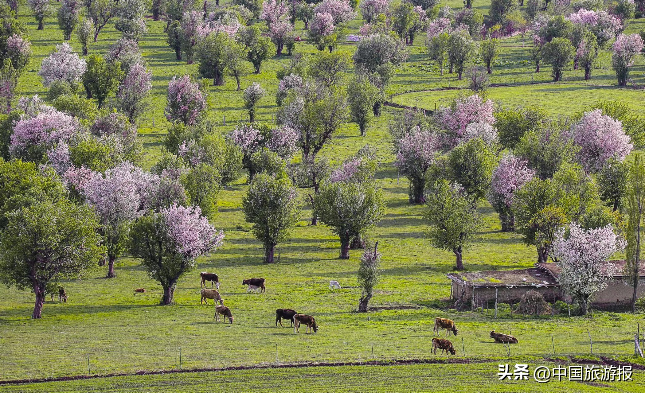In late spring and early summer, wild apple flowers in Xinjiang bloom ...