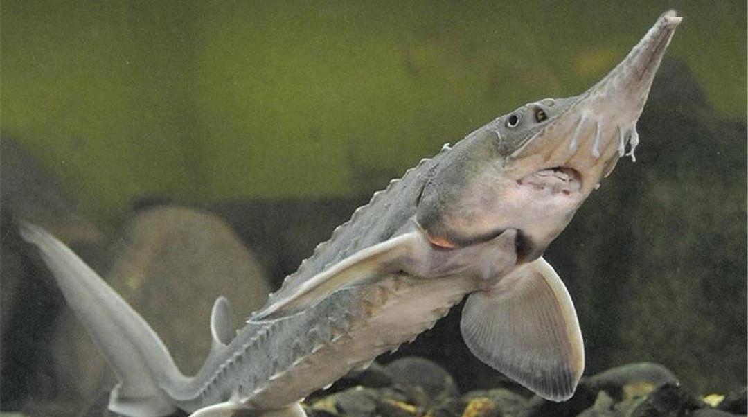 Lake Baikal produces 3 billion catties of fish annually. How big is the ...