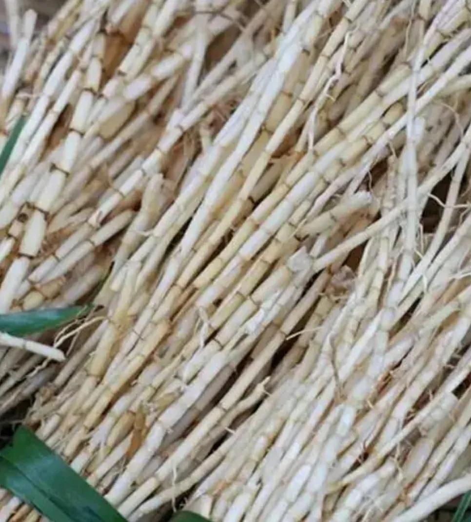 Shaped like a needle, it can drill soil and penetrate stone - iNEWS