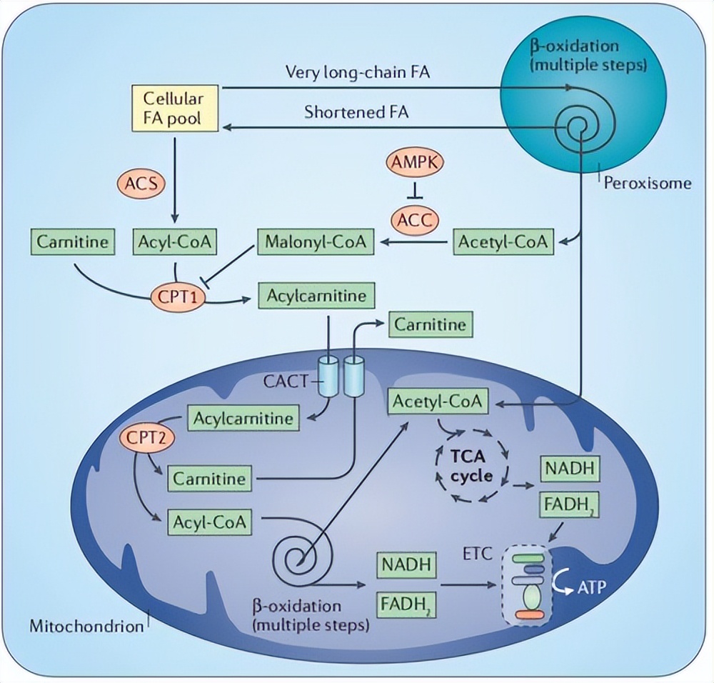 In transesterification reaction, heterogeneous clay catalyst to produce ...