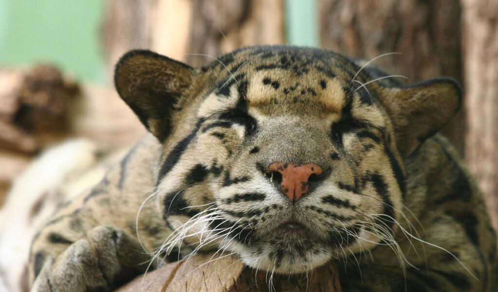 The secrets of tiger reproduction and mating are revealed: tough guys ...