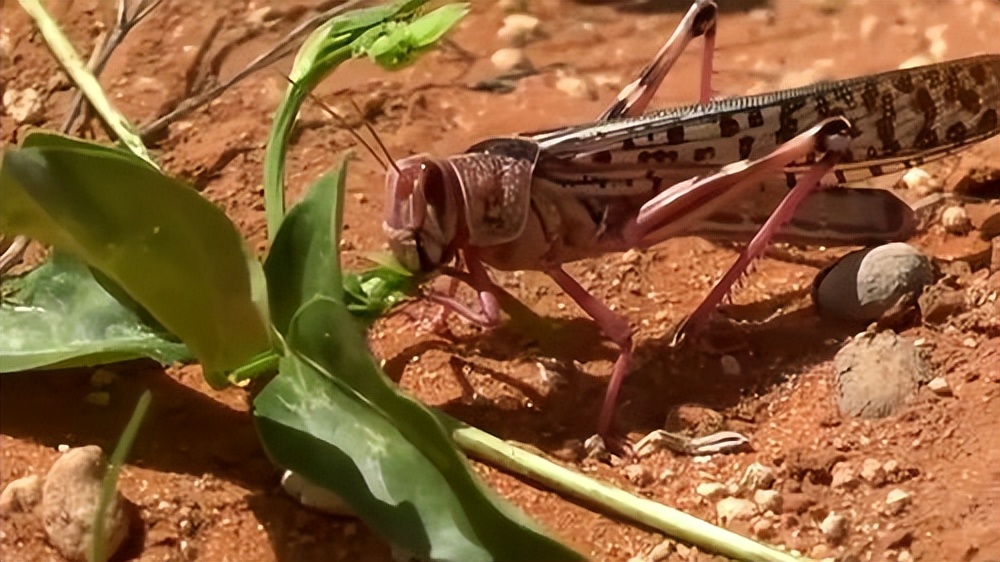 The "locust army" is also afraid of the "chicken team". How strong is ...