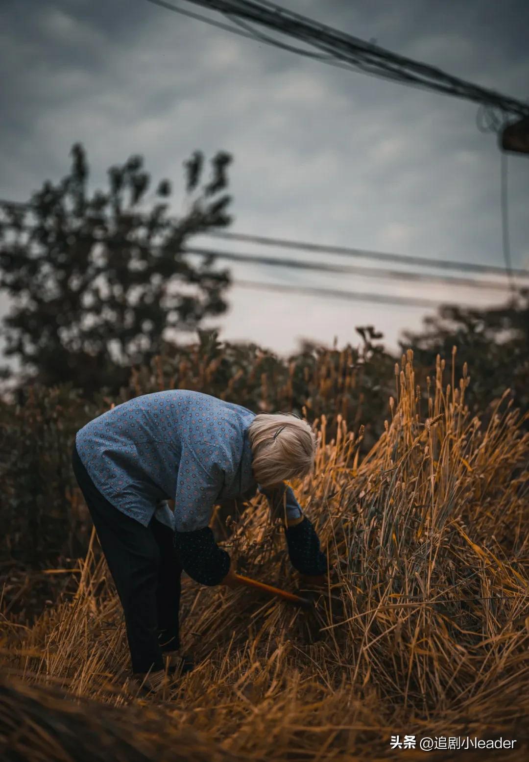 Have you watched the labor documentary reality show "Planting the Field ...