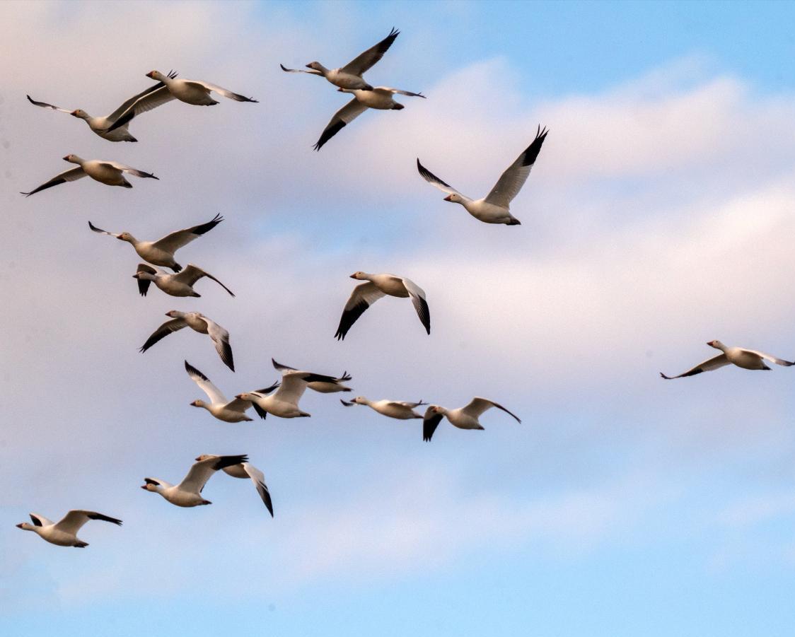 Why do wild geese line up in the shape of "people" when flying? Uncover ...