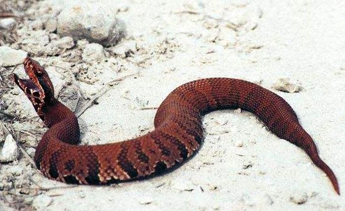 Interesting facts about animals: it is the "king cobra" among pit ...