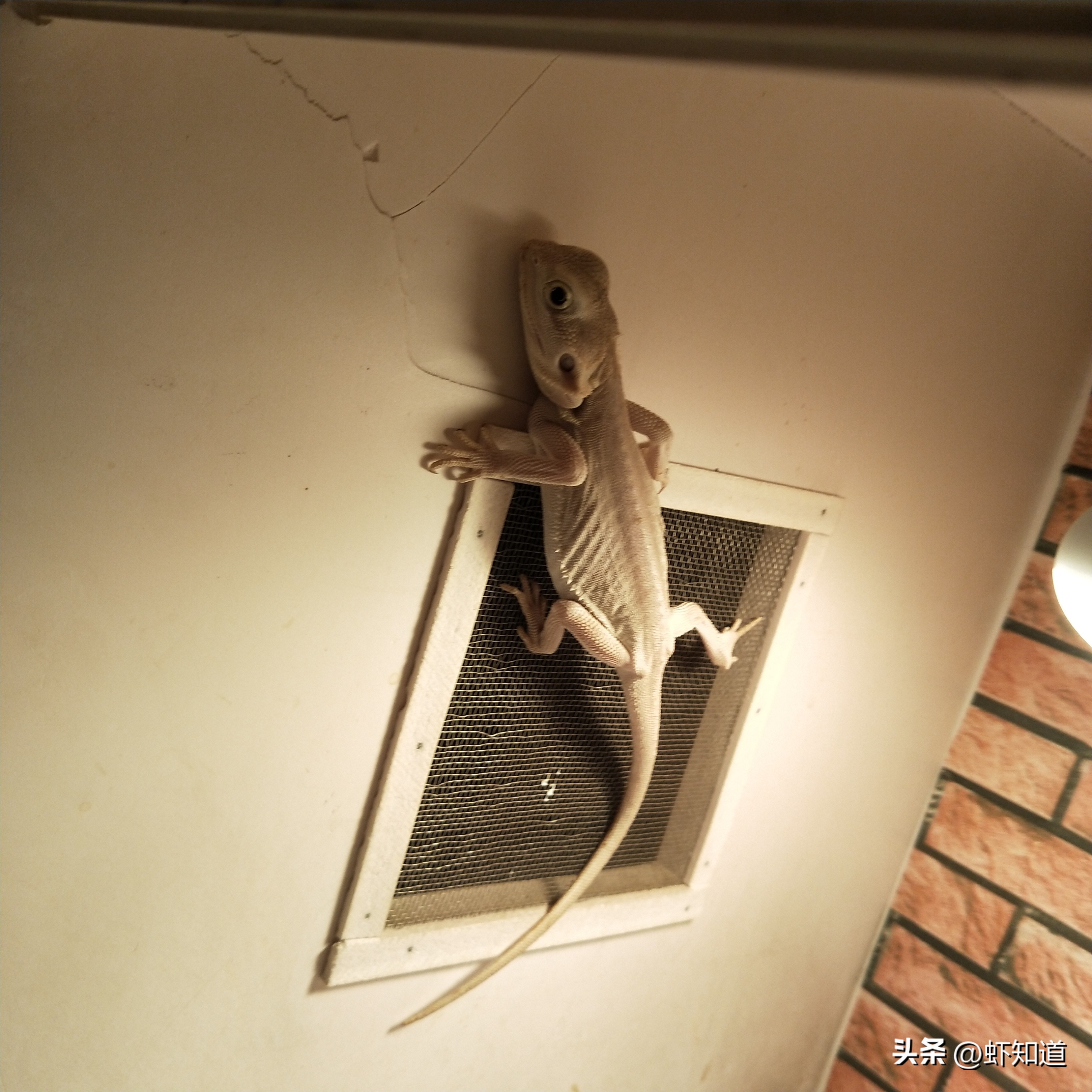 The method of flies climbing the wall is disgusting? How is it ...