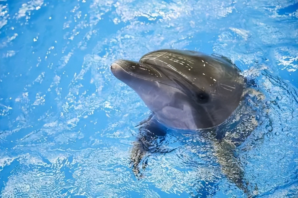 Regarding the documentary "Dolphin Cove", what sad experience did you ...