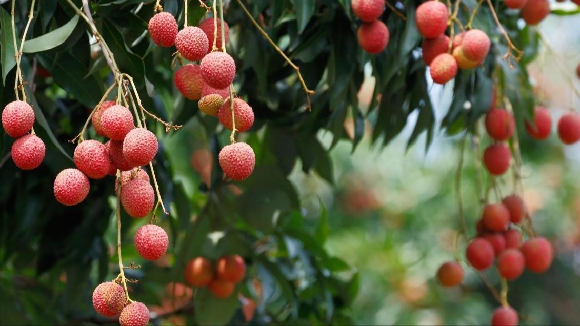 Litchi is red in summer again, and the love is in the poetic mood - iNEWS