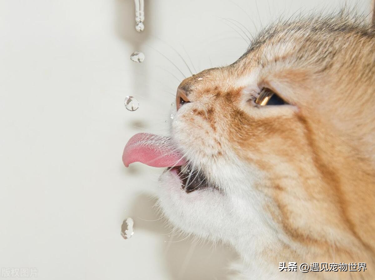 How much water do cats need to drink per day? - iNEWS