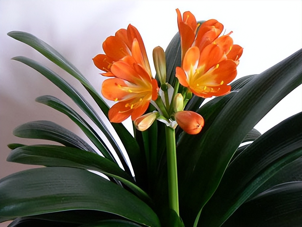 Clivia flowering maintenance method - iMedia
