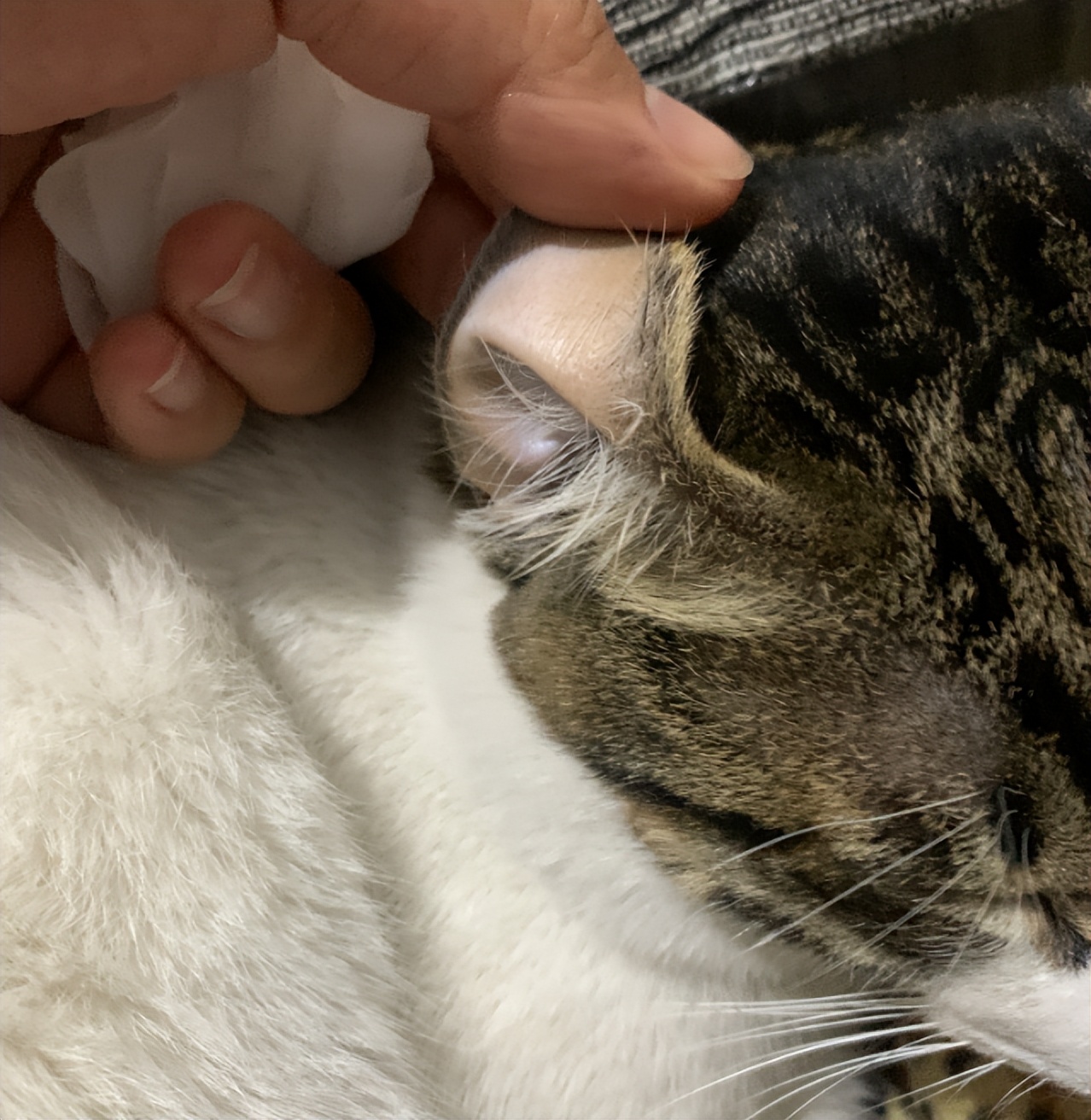 Pet doctor, the cat's ears are a little yellow, is it jaundice? - iNEWS