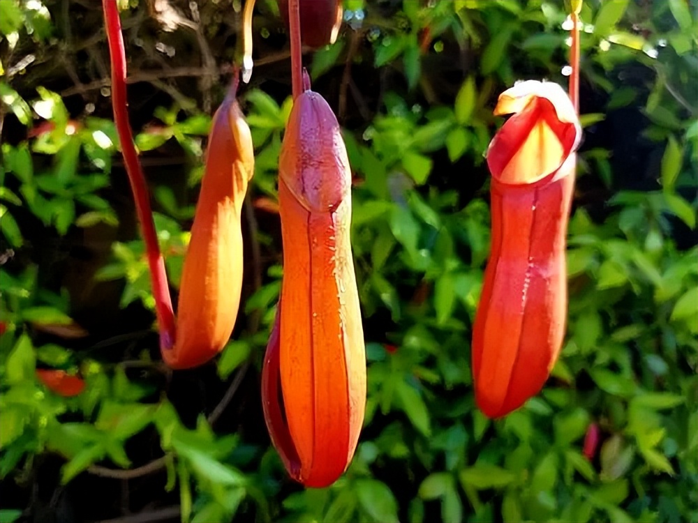 "Wonderful Predator: Uncovering the Insectivating Mystery of Nepenthes ...