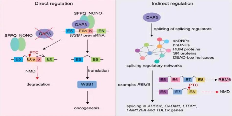 Exploring the application of Streptomyces albicans in inhibiting the ...
