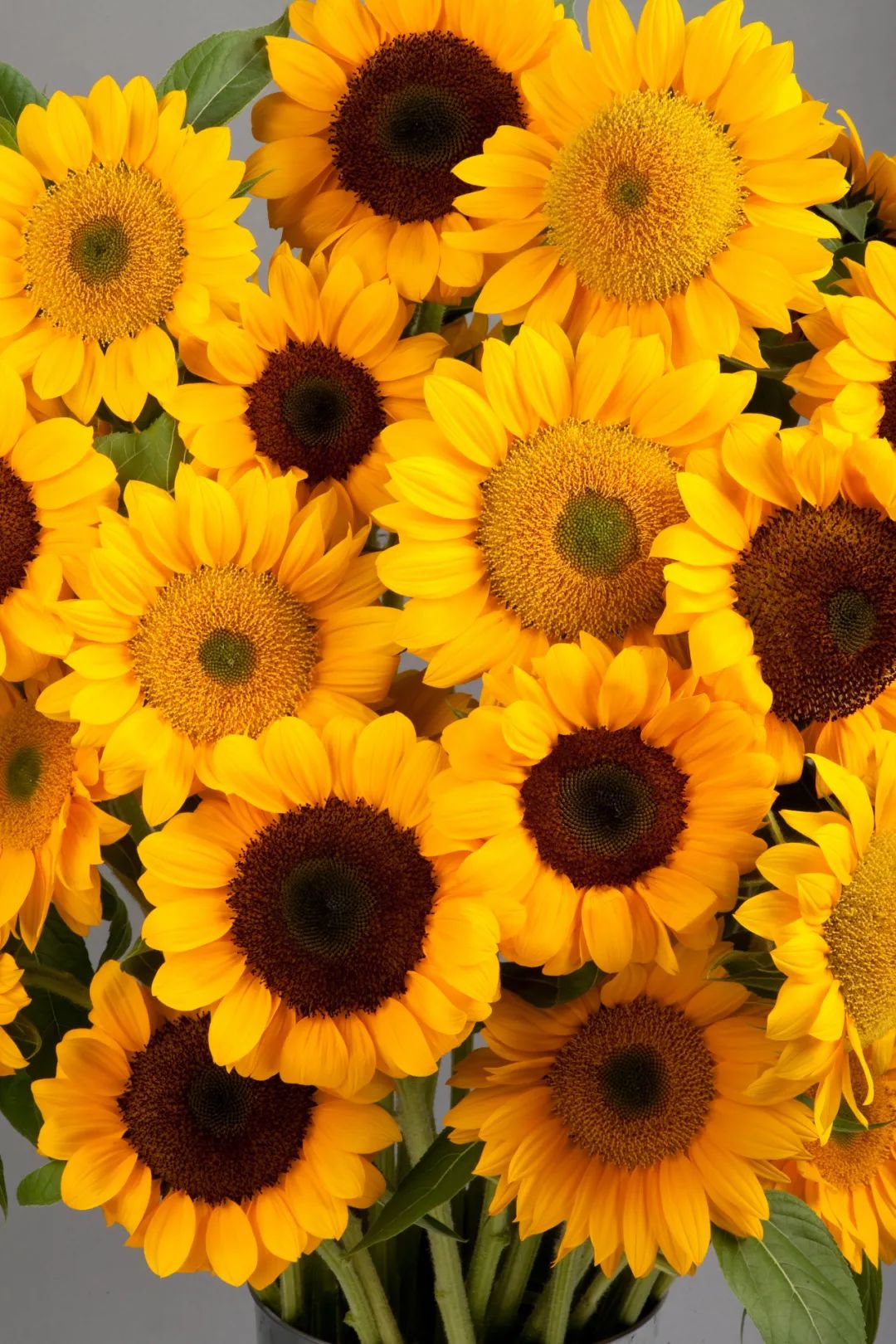 Cut Sunflowers: From Ornamental to Edible, Flowers of Multiple Values ...