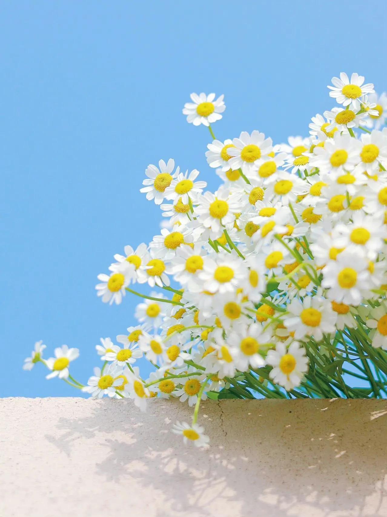 "Daisy, give you love and affection." - iNEWS